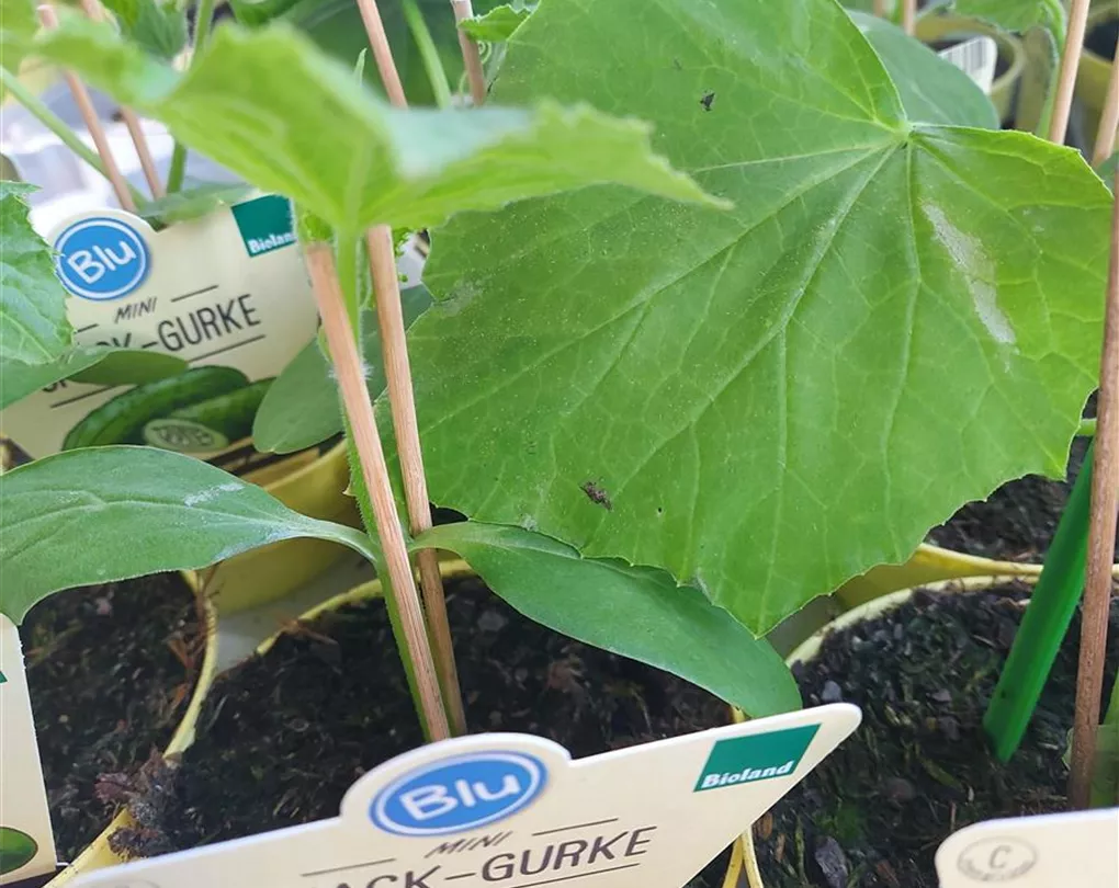 Cucumis sativus 'Lunchbox', Bio-Gurke Mini-Snack-Gurke - Giesebrecht KG