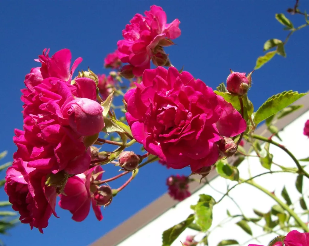 Rosa 'Super Excelsa' -R- KL IV, Ramblerrose Super Excelsa ADR-Rose ...