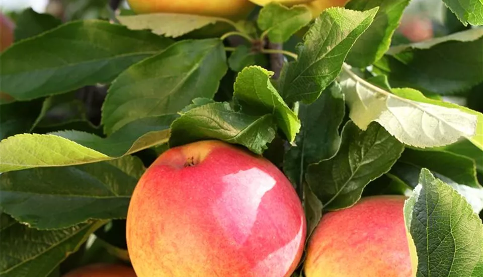 Wissen zum Apfel - Giesebrecht KG