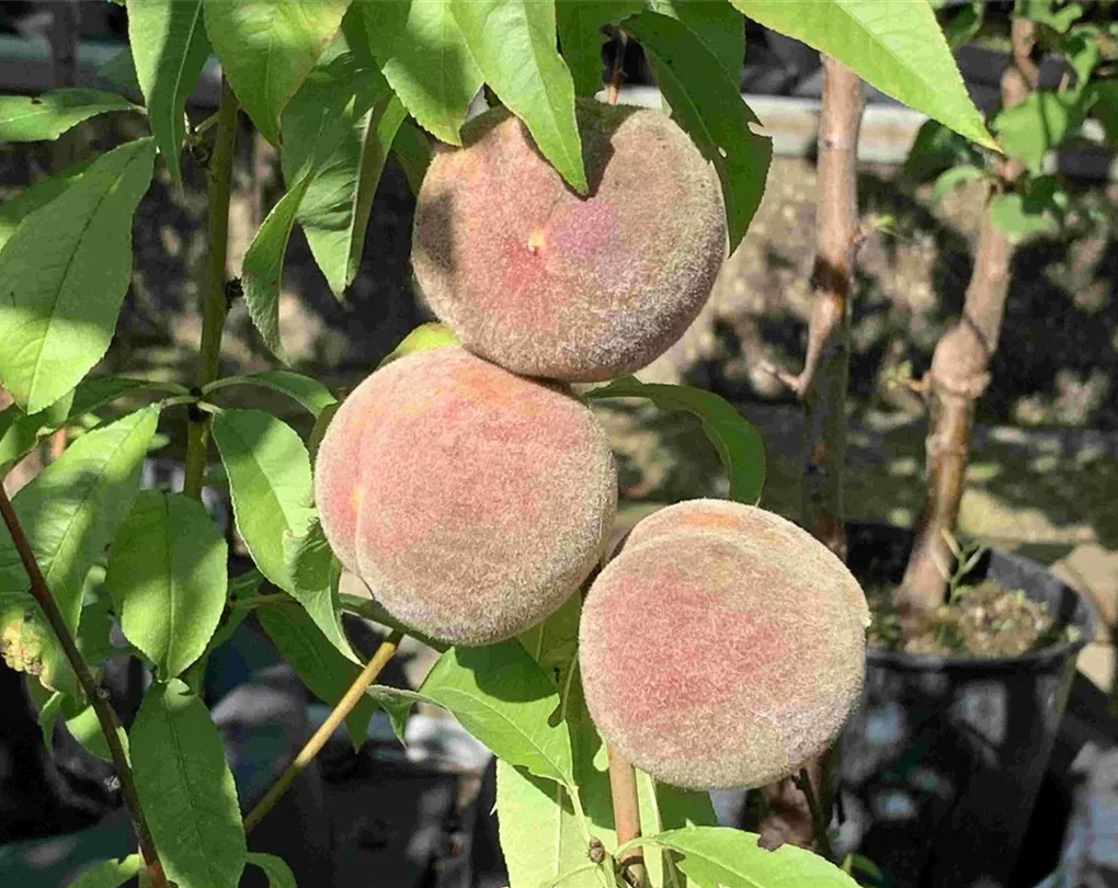 Prunus persica 'Roter Weinbergpfirsich', Pfirsich - Giesebrecht KG