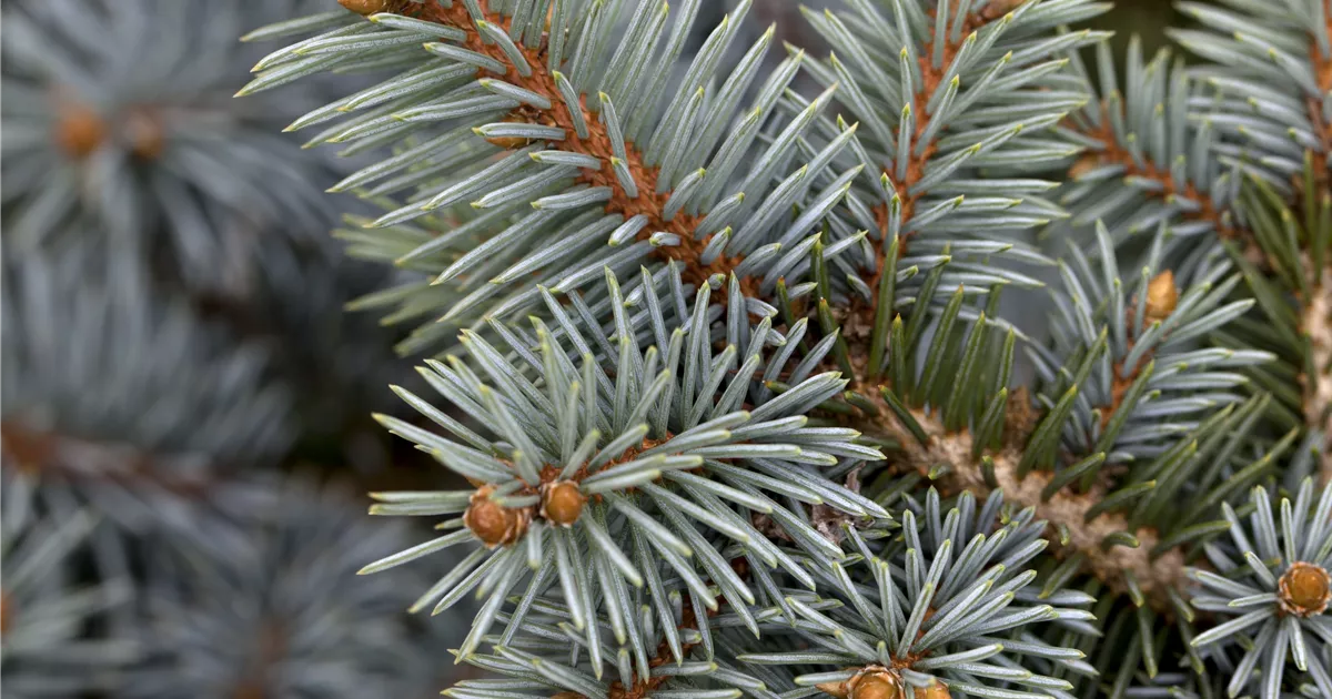 Picea pungens, Stech-Fichte - Giesebrecht KG