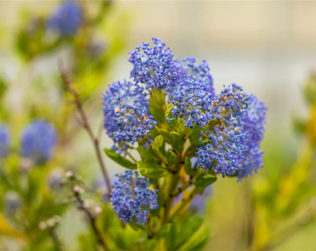 Ceanothus Impressus "Victoria" - Giesebrecht KG