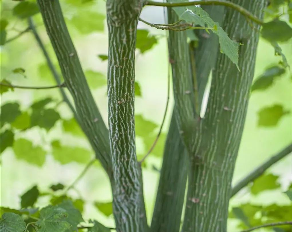 Acer davidii, Streifen-Ahorn - Giesebrecht KG