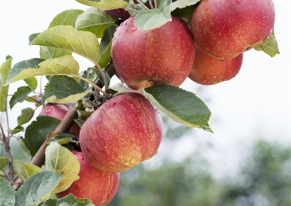 Apfelsorten - Giesebrecht KG