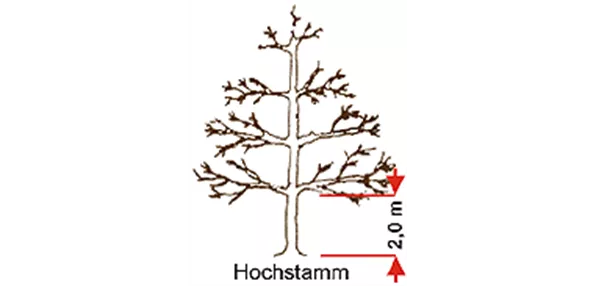 Wuchsformen Obstgehölze - Giesebrecht KG