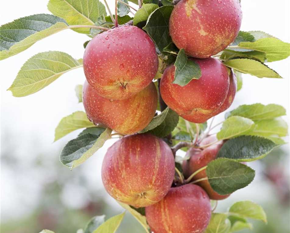 Apfel - Giesebrecht KG