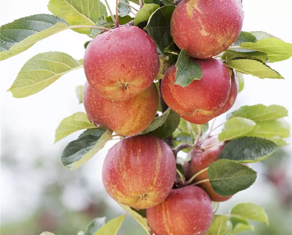 Apfel - Giesebrecht KG