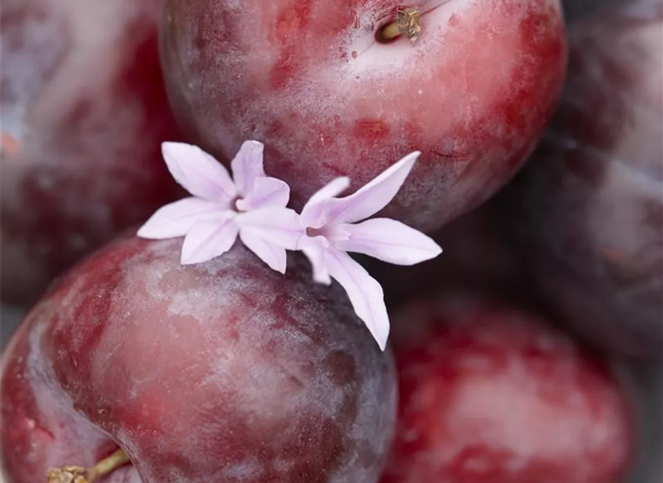 Pflaume - Giesebrecht KG