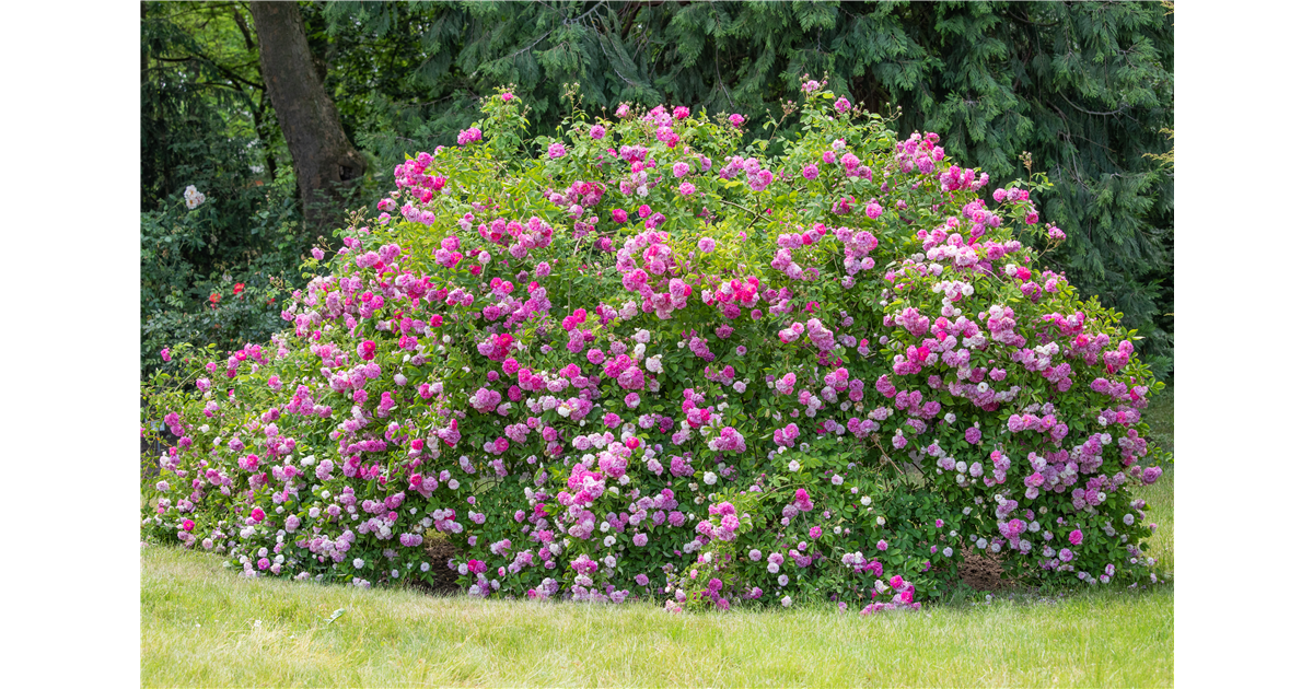 Rosenbüsche - Giesebrecht KG