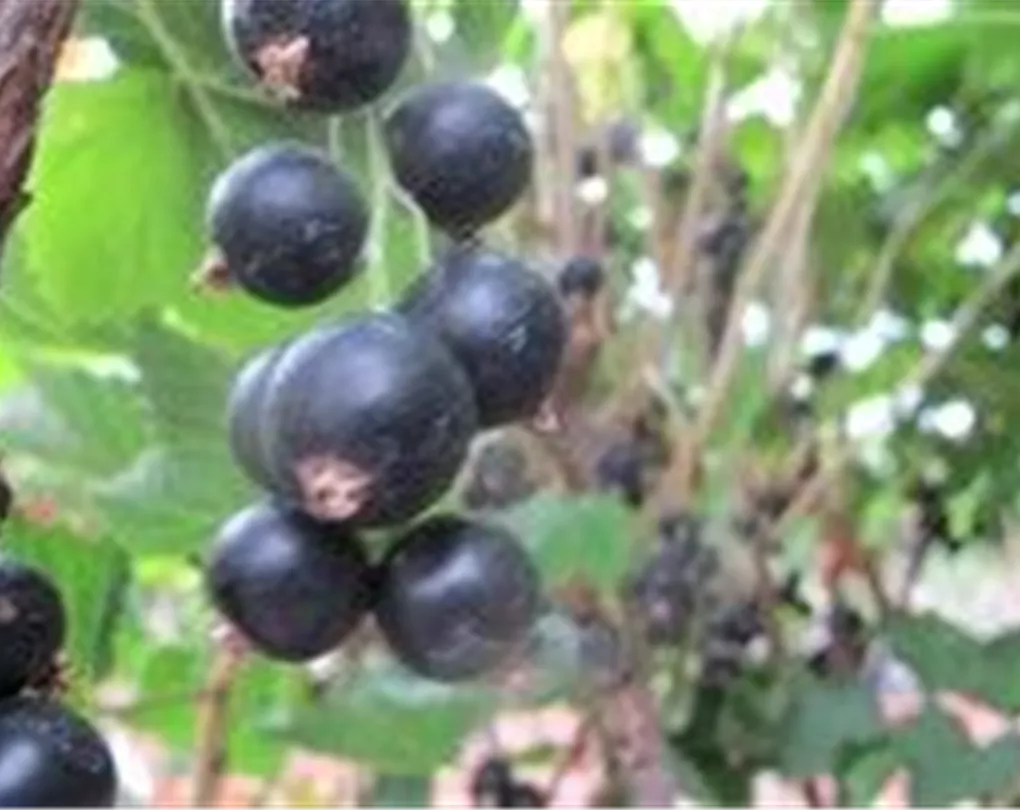 Ribes nigrum 'Titania' -S- CAC II, Schwarze Johannisbeere - Giesebrecht KG