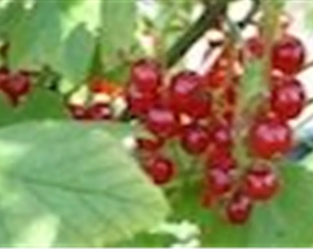Ribes rubrum 'Rovada' CAC II, Rote Johannisbeere - Giesebrecht KG