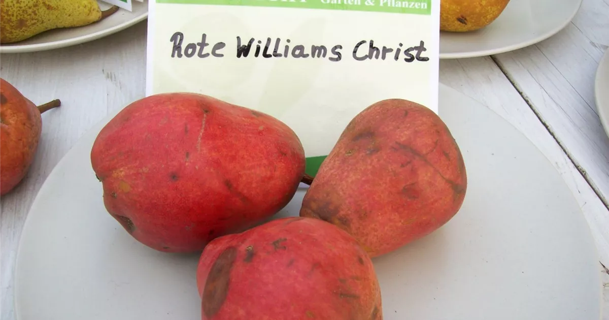Pyrus com.'Rote Williams Christ' CAC, Birne 'Rote Williams Christ ...