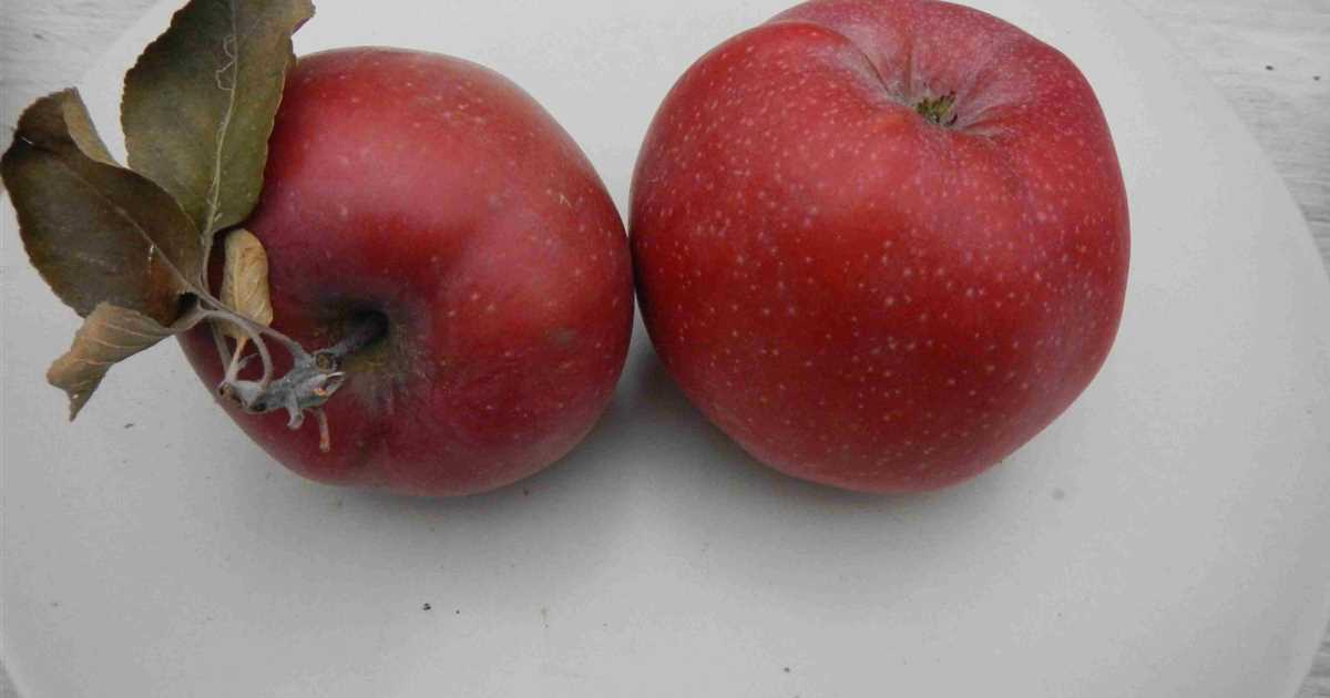 Malus 'Gloster 69' CAC, Apfel Gloster 69 - Giesebrecht KG