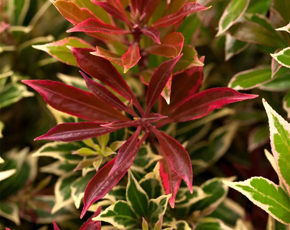 Pieris japonica 'Carnaval', Schattenglöckchen 'Carnaval' - Giesebrecht KG