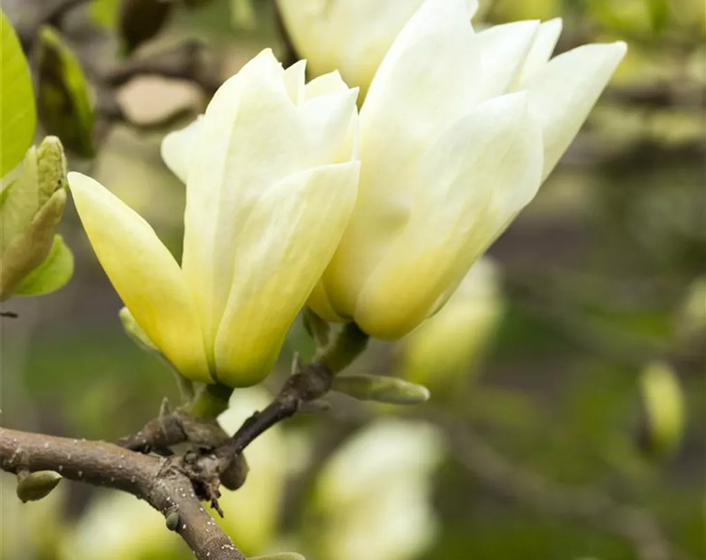 Magnolia 'Yellow River', Magnolie 'Yellow River' - Giesebrecht KG
