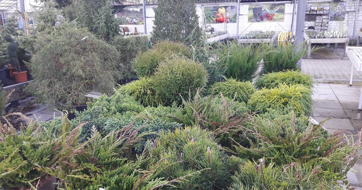 Koniferen Mix, Immergrüne Nadelgehölze - Giesebrecht KG