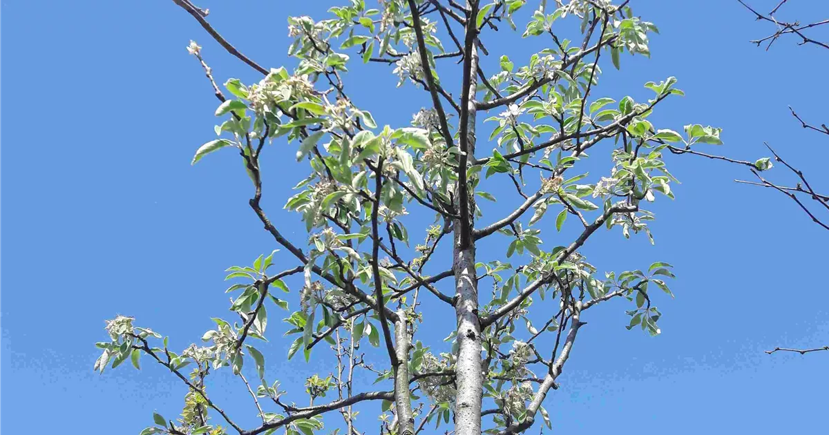 Pyrus elaeagrifolia 'Silver Sail', Weidenblättrige- Birne - Giesebrecht KG