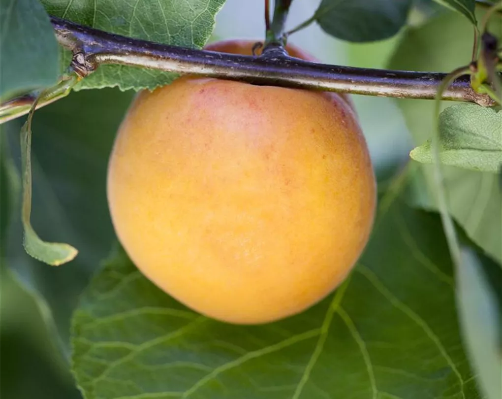 Prunus arm.'Big Bomba', Aprikose - Giesebrecht KG