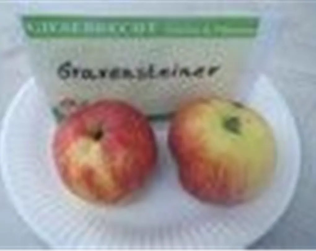 Malus 'Gravensteiner' CAC, Apfel Gravensteiner - Giesebrecht KG