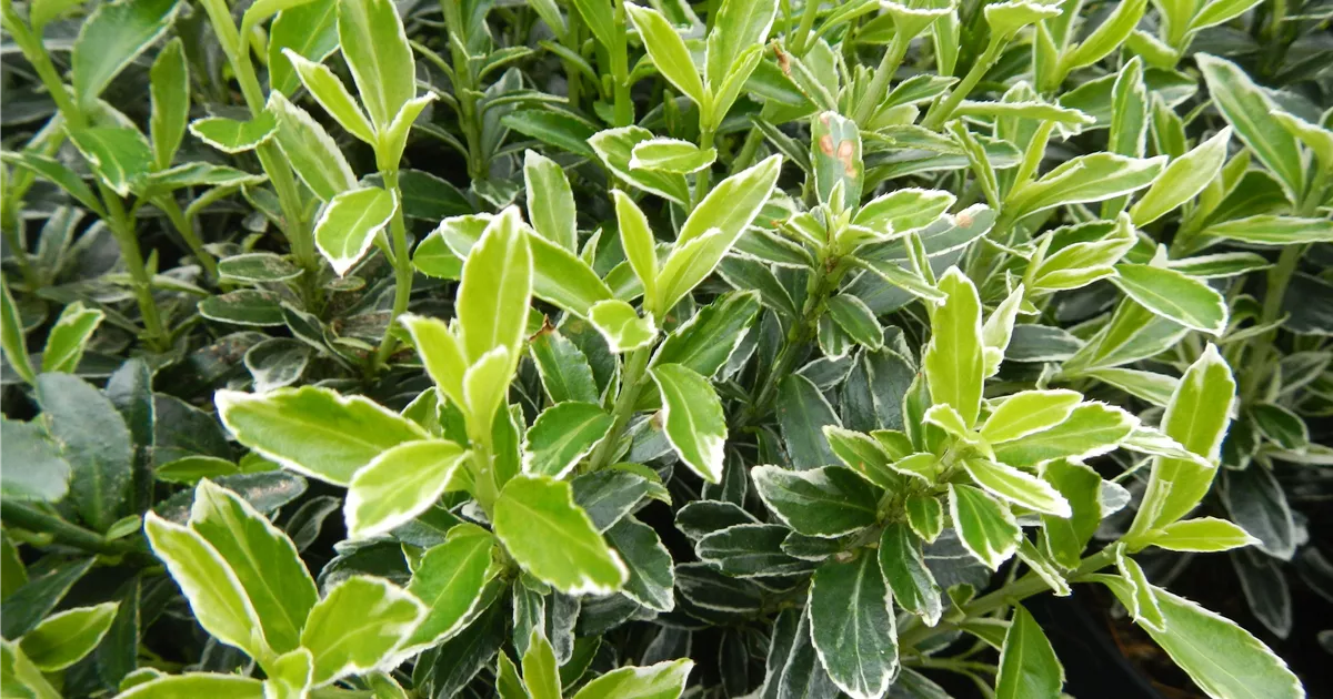 Euonymus jap.'Microphyl.Albovariegata', Japanischer Spindelstrauc ...