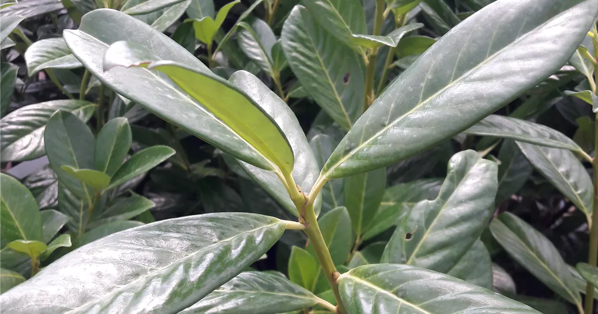 Prunus lauroc.'Novita', Lorbeer-Kirsche - Giesebrecht KG