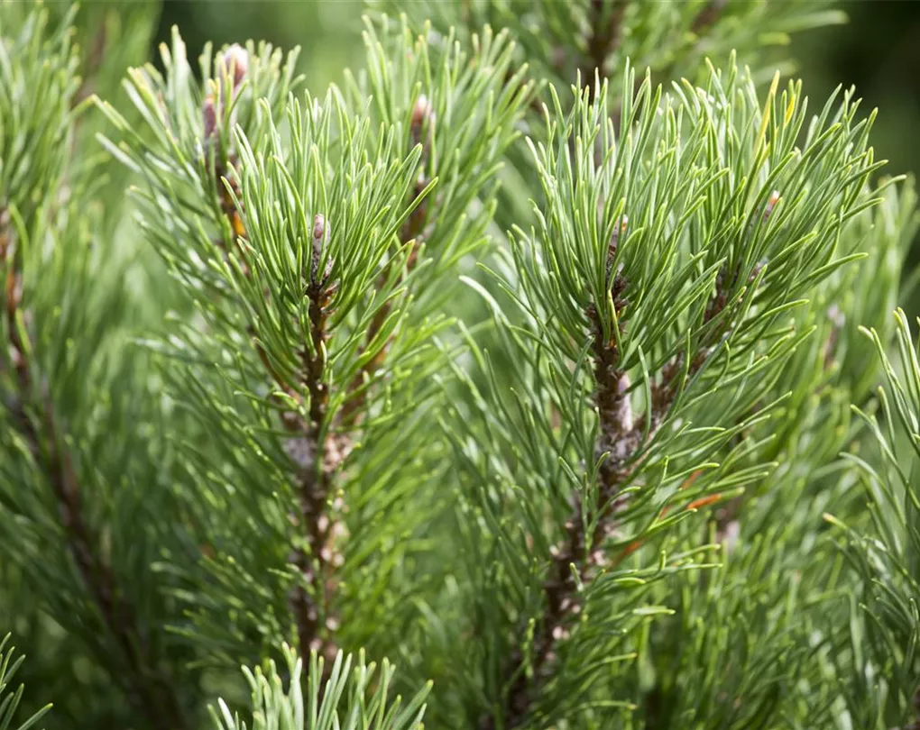 Pinus mugo 'Carsten's Wintergold', Latschen-Kiefer - Giesebrecht KG