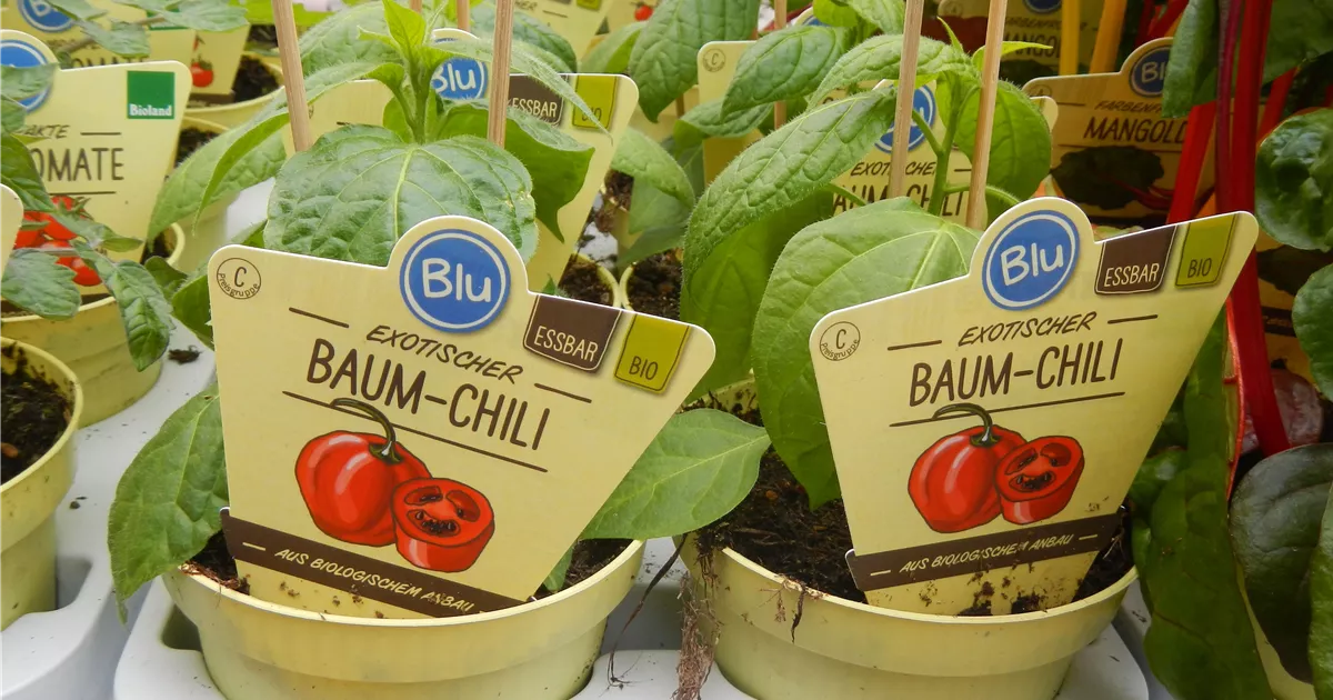 Capsicum pubescens 'Rocoto Red', Bio-Chili Baum-Chili - Giesebrecht KG