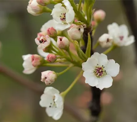 Pyrus elaeagrifolia 'Silver Sail', Weidenblättrige- Birne - Giesebrecht KG