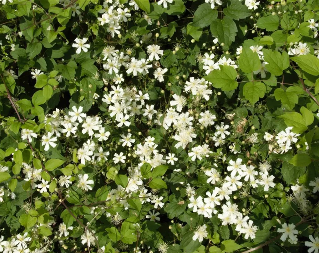 Clematis hendersonii rubra, Waldrebe - Giesebrecht KG