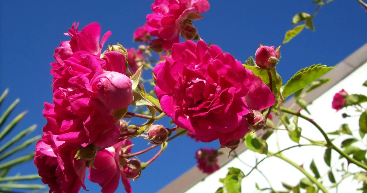 Rosa 'Super Excelsa' -R- KL IV, Ramblerrose Super Excelsa ADR-Rose ...