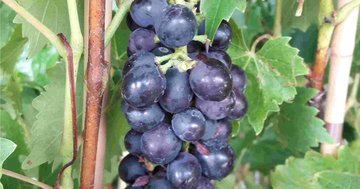 Vitis 'Muscat bleu' II, Pilzfeste Weinrebe - Giesebrecht KG