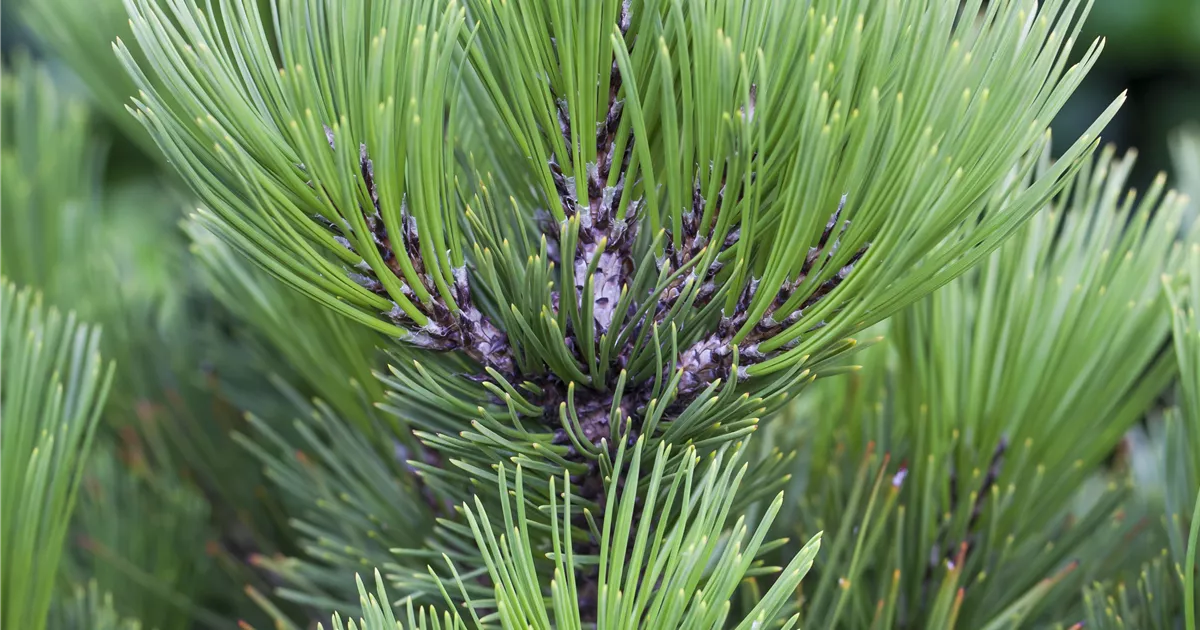 Pinus leucodermis 'Malinki', Synonym - Giesebrecht KG