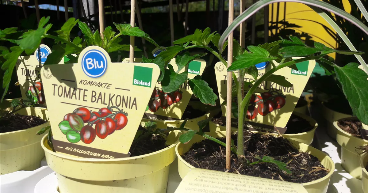Lycopersicon esculentum 'Balkonia', Bio-kompakte Tomate Balkonia ...